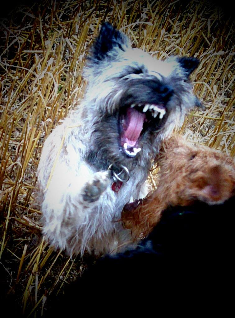 HKH og BH Emilsen 9 år idag! – LIVET i LIER